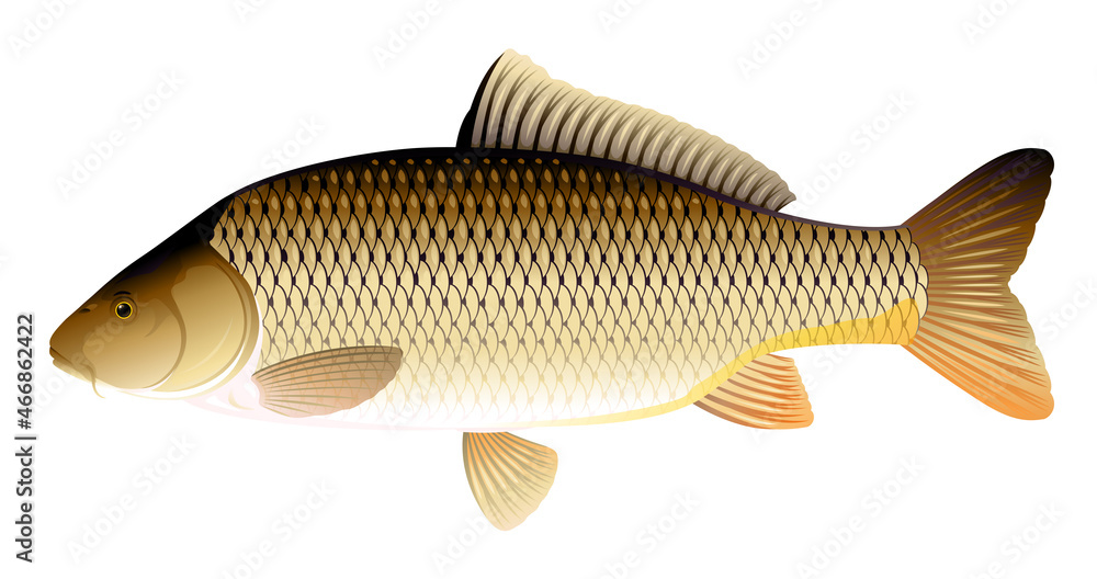 Realistic wild common carp fish isolated illustration, one freshwater ...