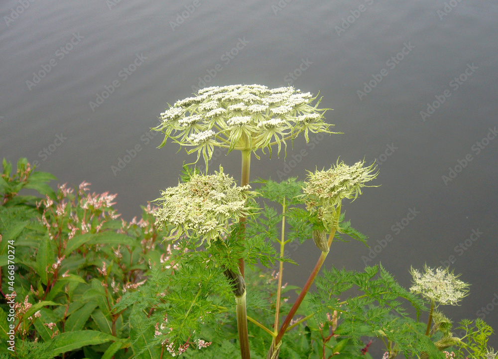 Water Parsnip Plant Sium Suave fully blooms look mesmerizing at Tsomgo ...