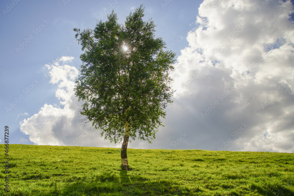 Small trees on the hillside, wild grass, green land, natural scenery ...