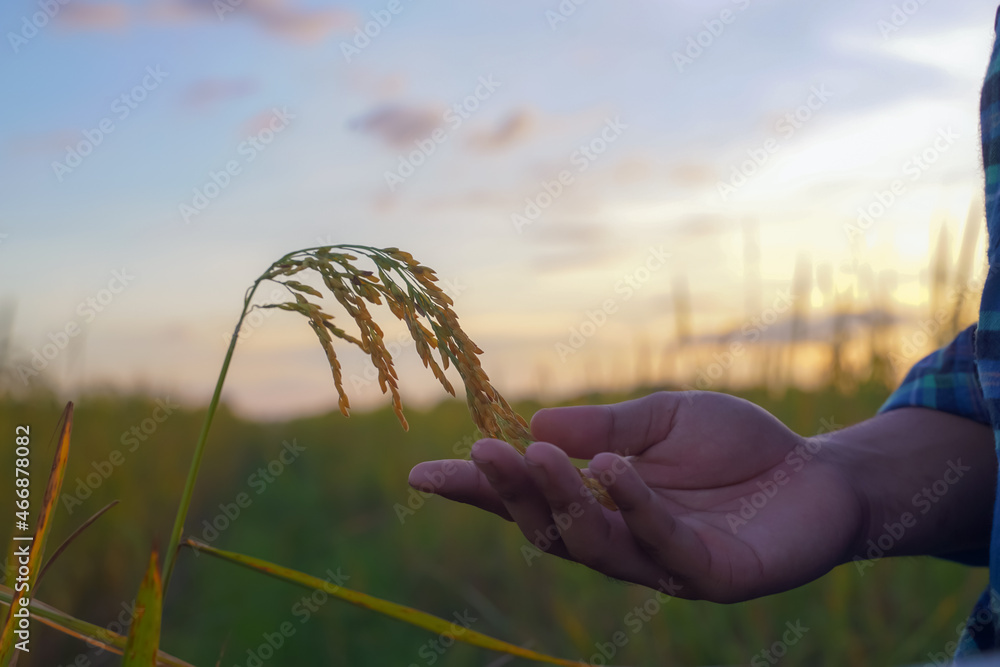 A farmer man hand holding rice plant to test the fertility of the rice ...