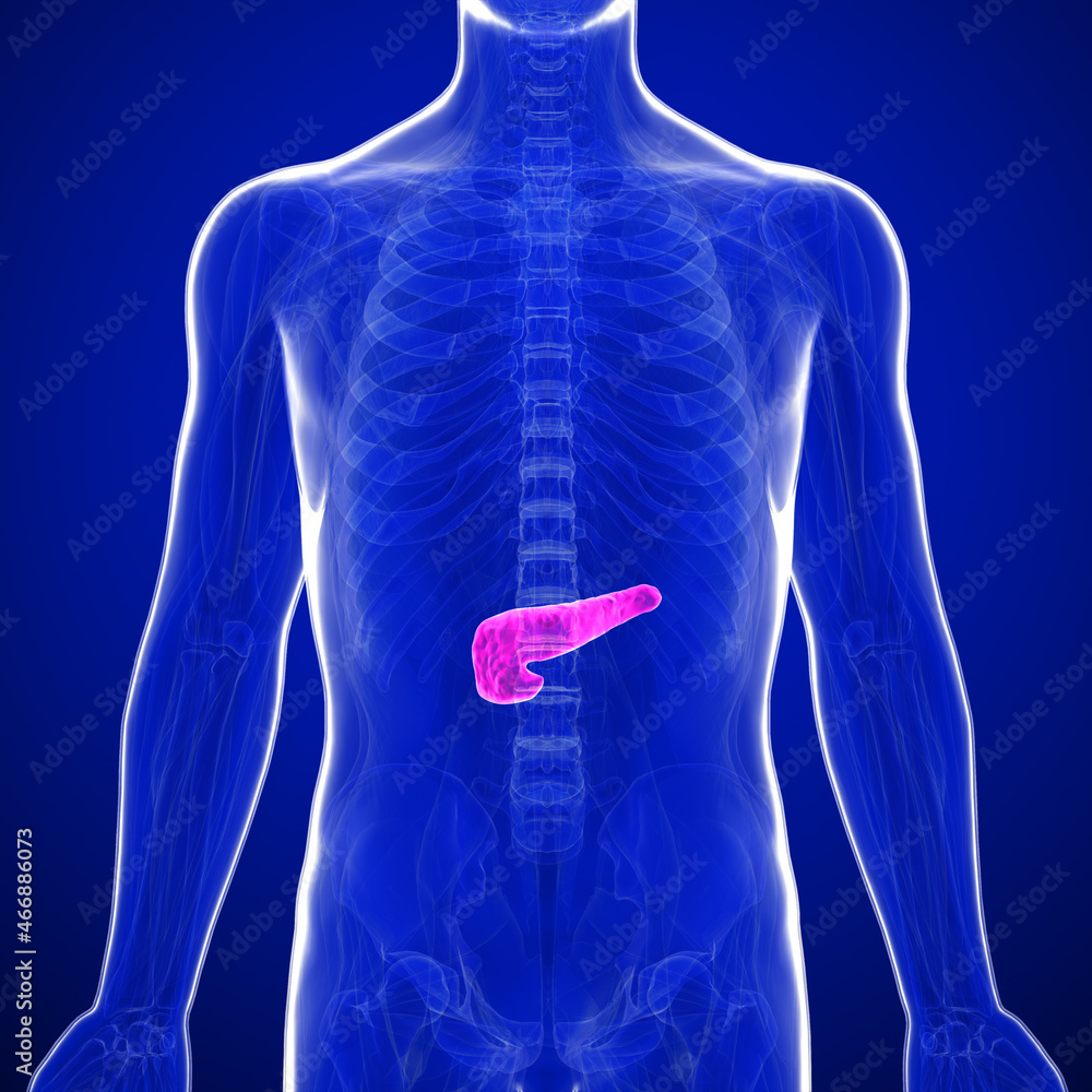 The pancreas is an organ of the digestive system and endocrine system ...