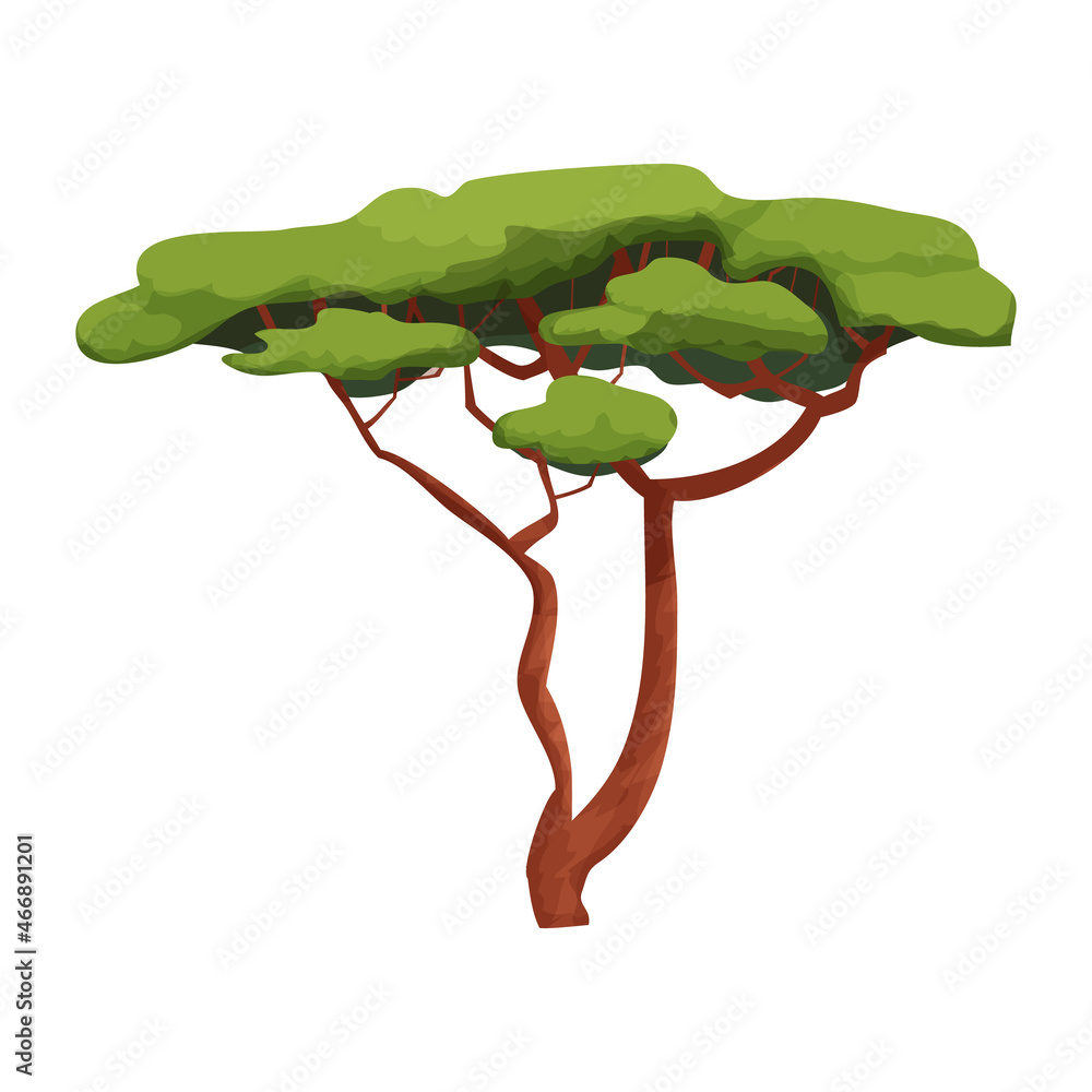 Acacia African tree, Savannah plant in cartoon style isolated on white ...