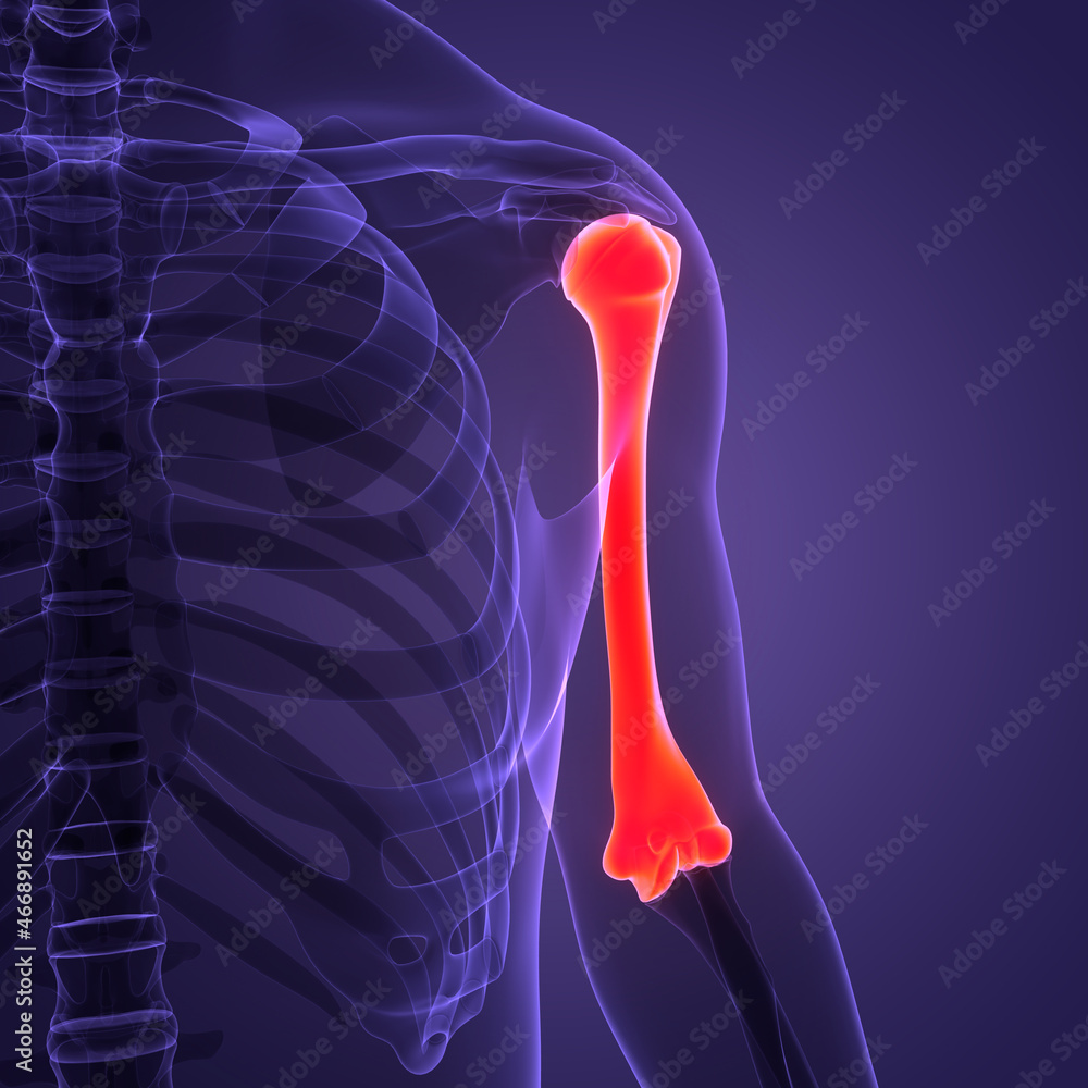 Human Skeleton System Humerus Bone Joints Anatomy Stock Illustration ...