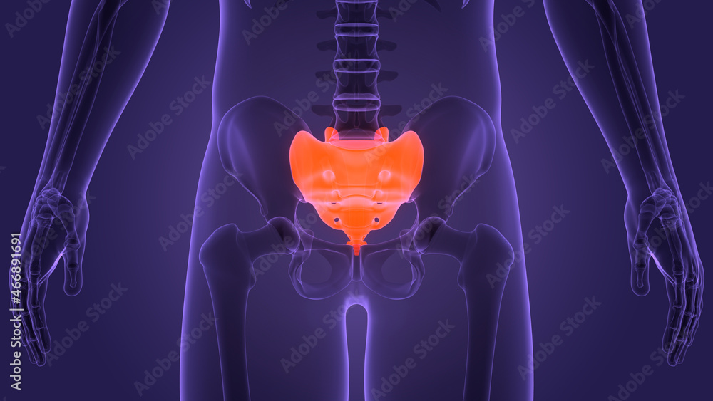 Spinal Cord Vertebral Column Sacrum of Human Skeleton System Anatomy ...