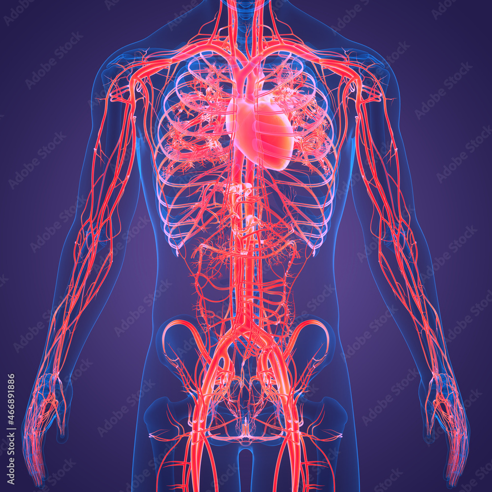Human Circulatory System Heart Anatomy Stock Illustration | Adobe Stock