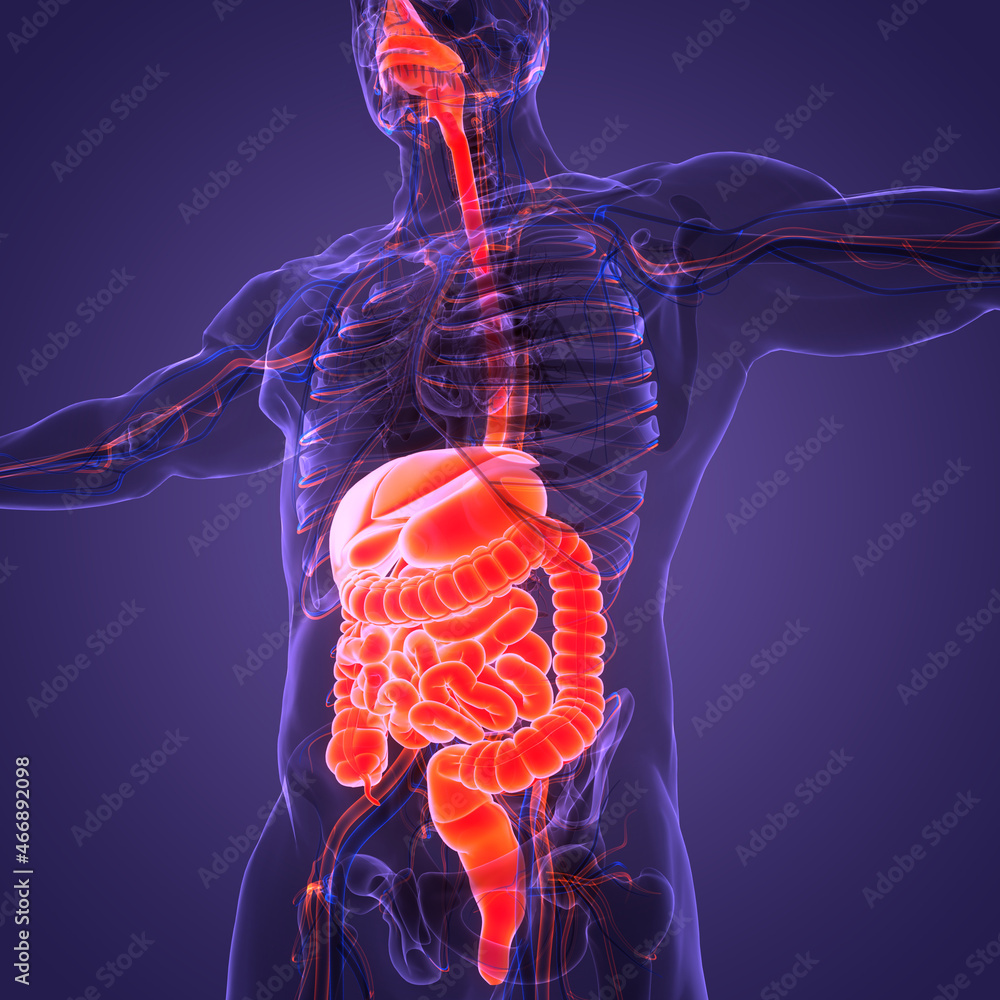 Human Digestive System Anatomy Stock Illustration | Adobe Stock