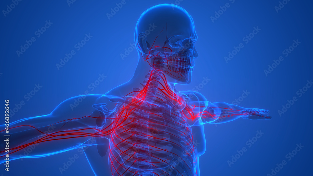 Human Nervous System Anatomy Stock Illustration | Adobe Stock