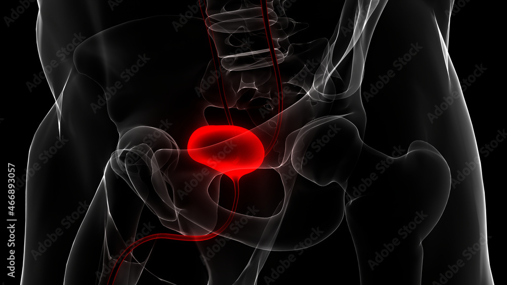 Human Urinary System Bladder Anatomy Stock Illustration | Adobe Stock