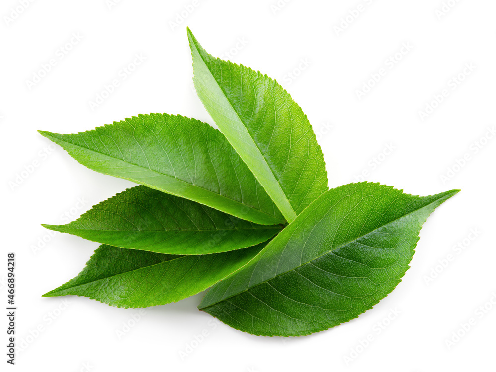 Cherry leaf isolated. Cherry leaves on white top view. Green fruit ...