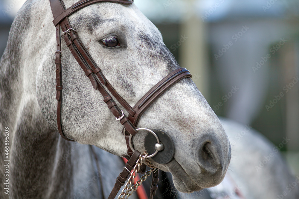 Portrait of white horse harnessed to a cart with harness. Stock Photo ...