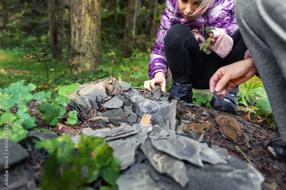 Little kid collecting and exploring dark grey shale slate natural rock ...