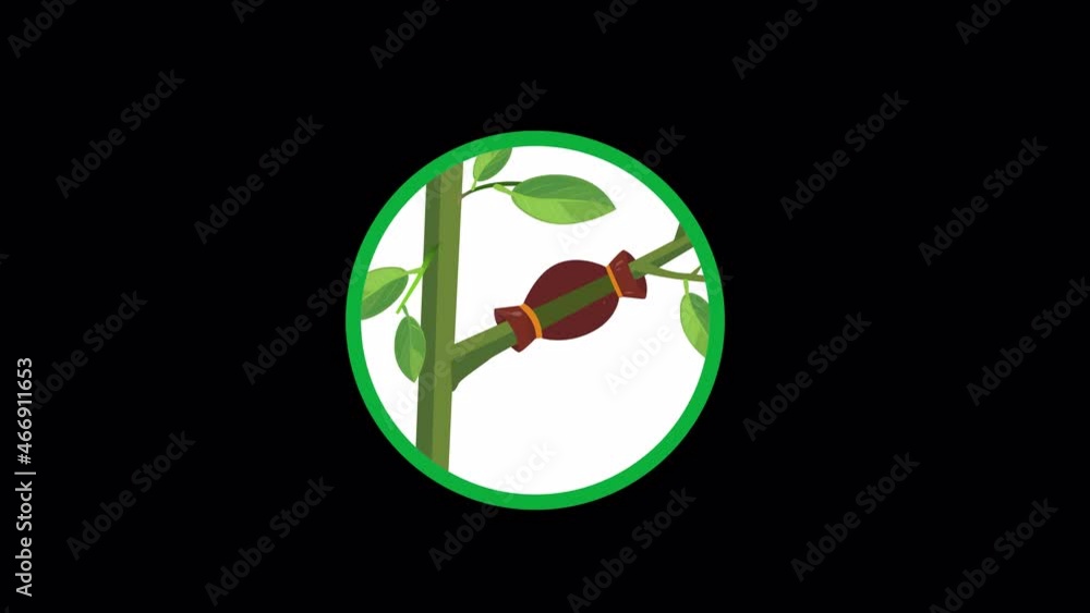 Grafting plants motion infographic.Plants grafts animation with alpha ...