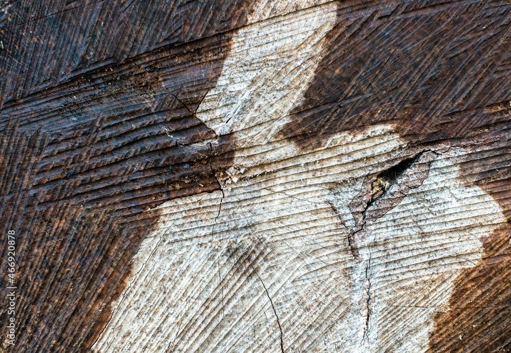 Light and dark tree trunk with grooves and fine structures Stock Photo ...