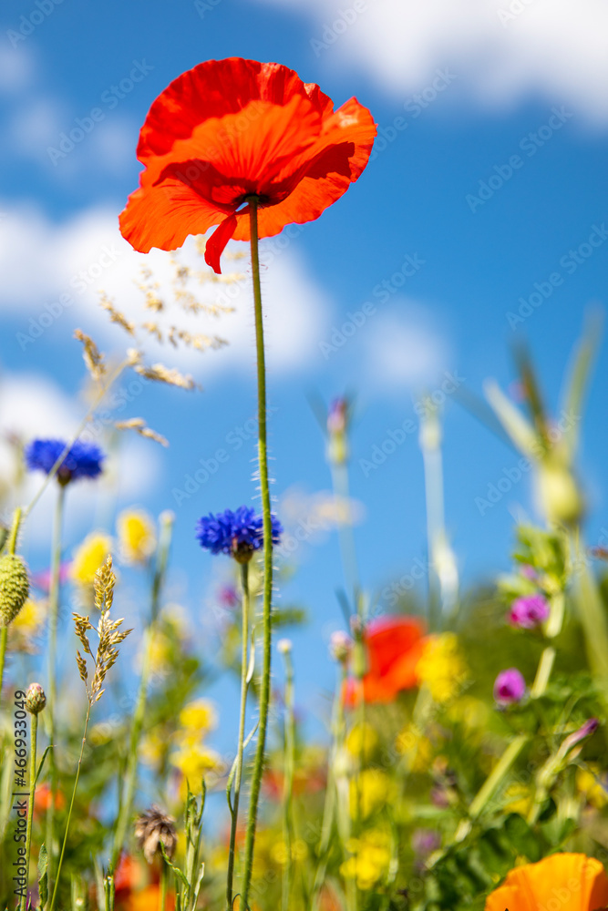 Fleurs de printemps, coquelicot dans les champs au soleil. Stock Photo ...