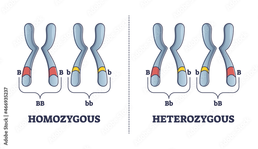 Heterozygous vs homozygous parent gene differences comparison outline ...