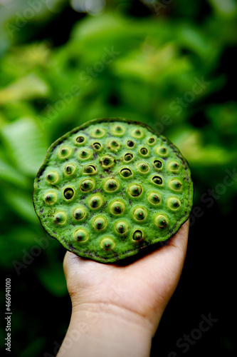 Lotus Seed Trypophobia
