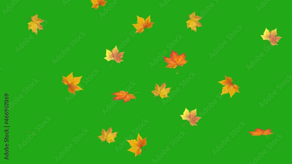 Orange autumn leaves falling on transparent alpha channel background ...