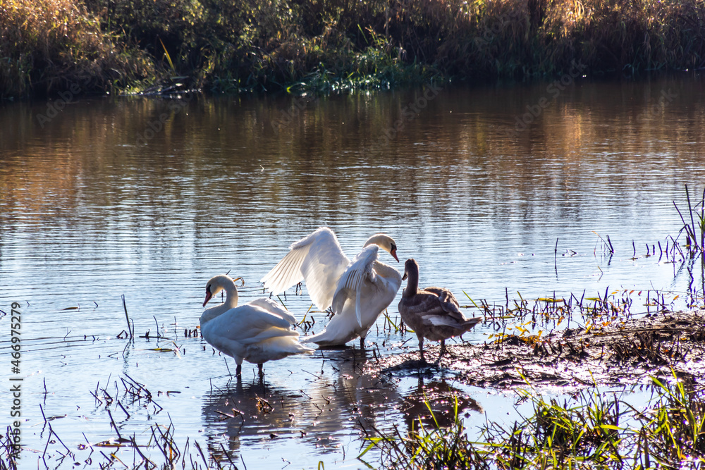Narwiański Park Narodowy, Rzeka Narew w Surażu, Podlasie, Polska Stock ...