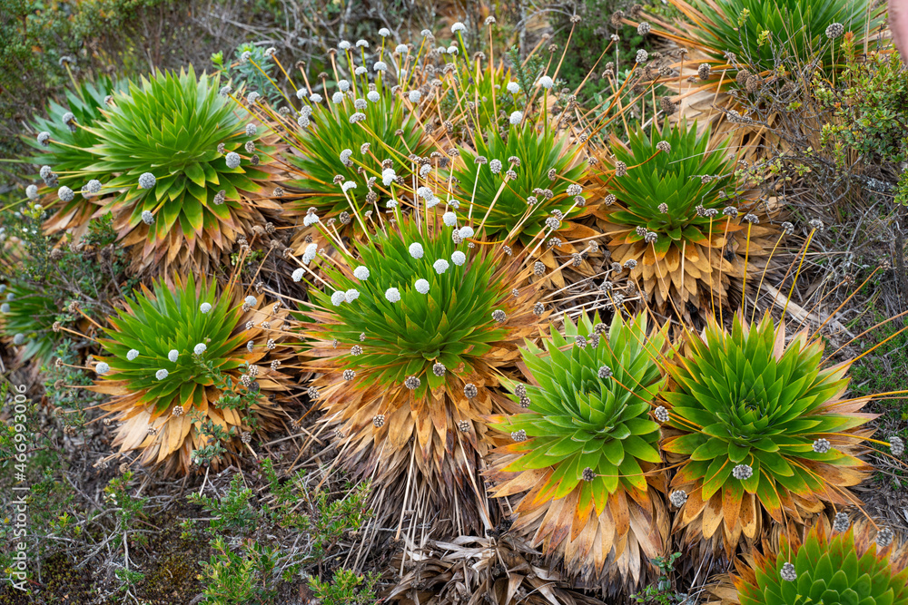 Hike to Paramo de Guacheneque, birthplace of the Bogota River. Typical ...