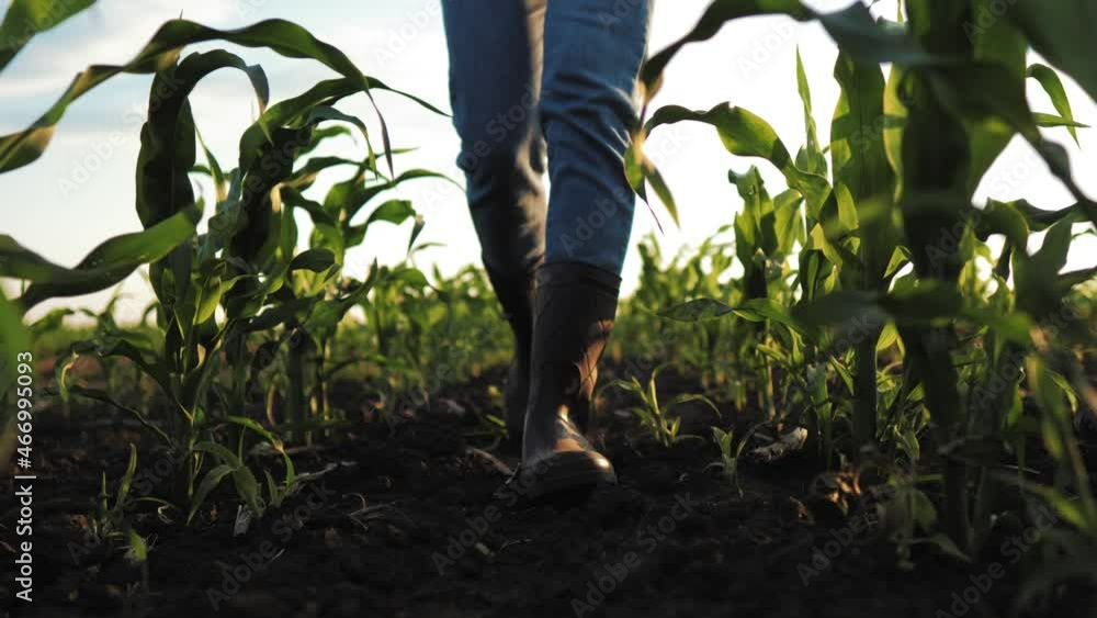 Female feet in rubber boots stepping through the corn stalks on the ...