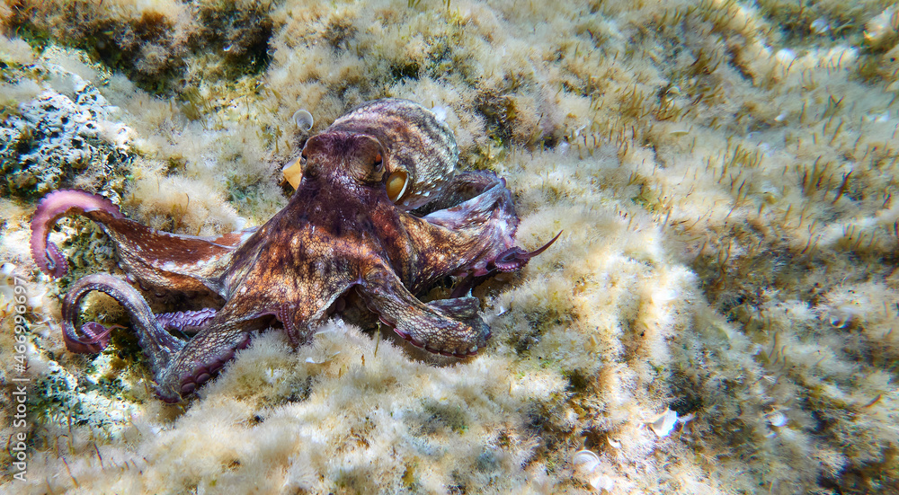 Octopus (Octopus vulgaris Cuvier, 1797) or octopus is a cephalopod of ...