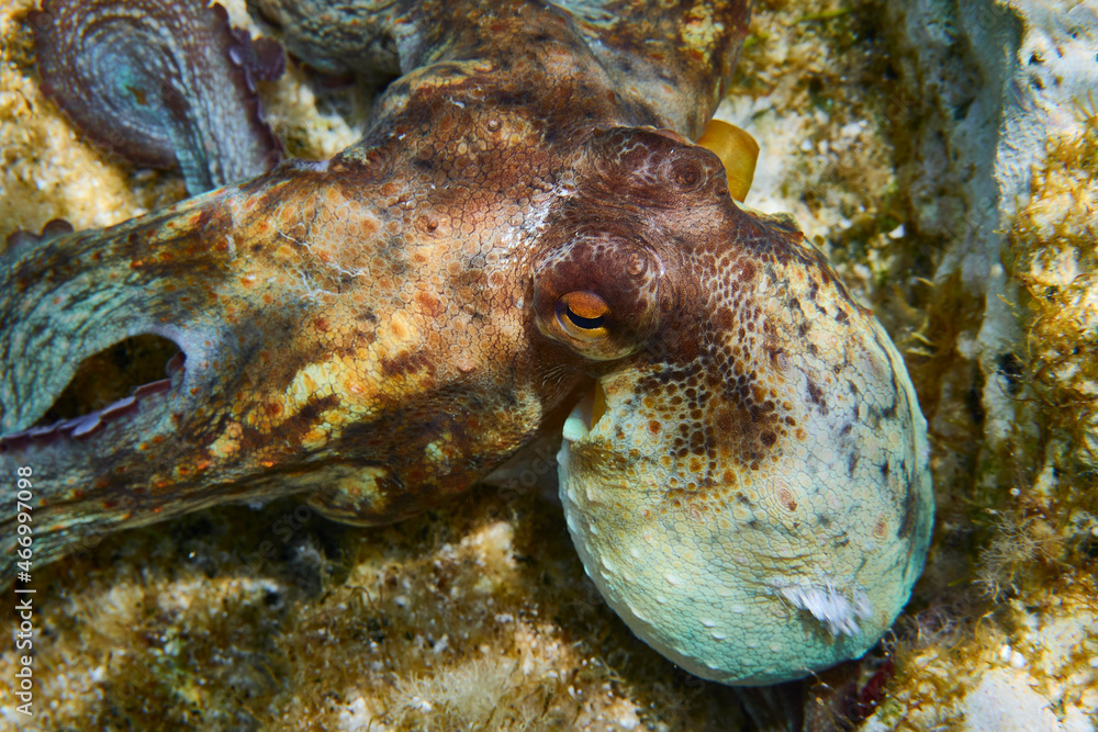 Octopus (Octopus vulgaris Cuvier, 1797) or octopus is a cephalopod of ...