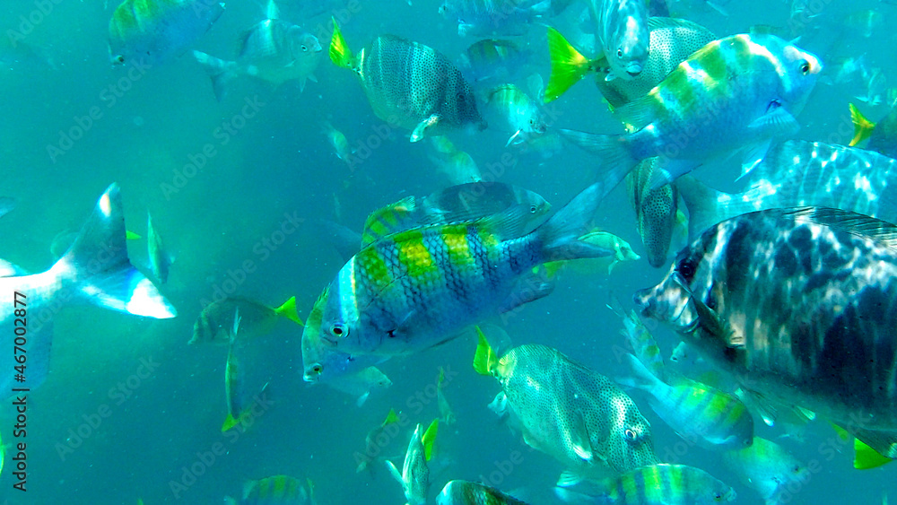 textura de cardumen de peces azules en el mar Stock Photo | Adobe Stock