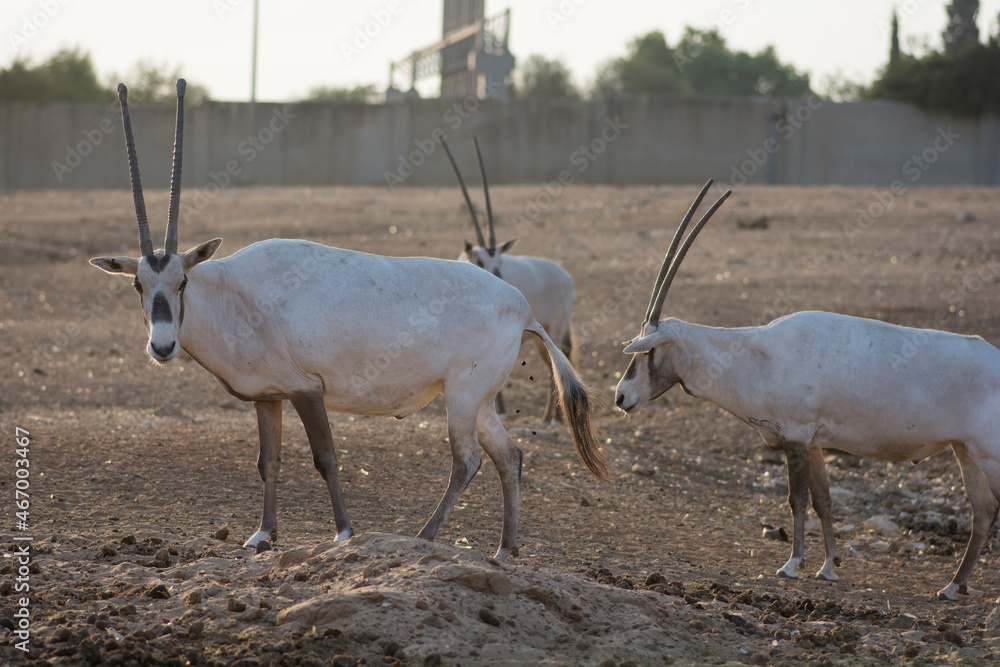Group of Arabian oryx (Oryx leucoryx) or white oryx, a medium sized ...