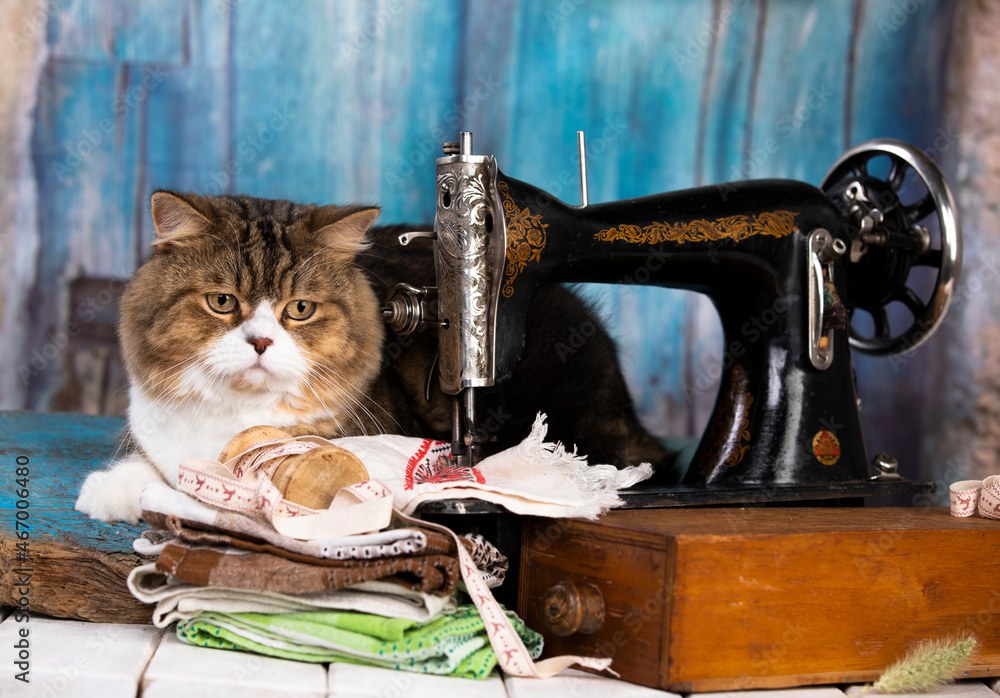 the cat is sewing on a retro sewing machine Stock Photo | Adobe Stock