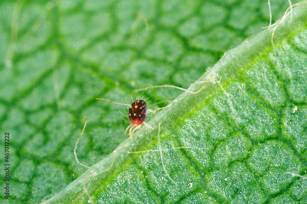 Panonychus ulmi the European red mite. It is a species of mite which is ...