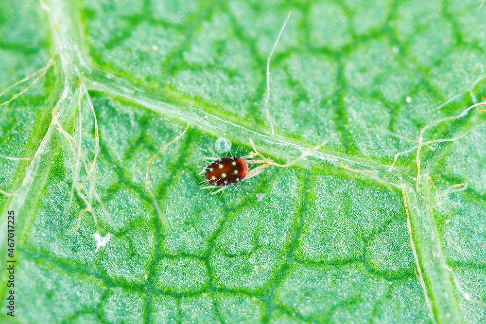 Panonychus ulmi the European red mite. It is a species of mite which is ...