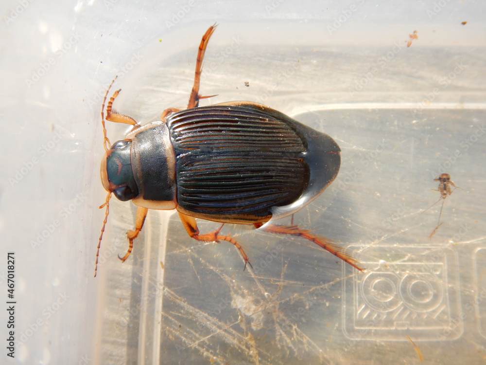 great diving beetle Dytiscus marginalis is an aquatic diving beetle ...