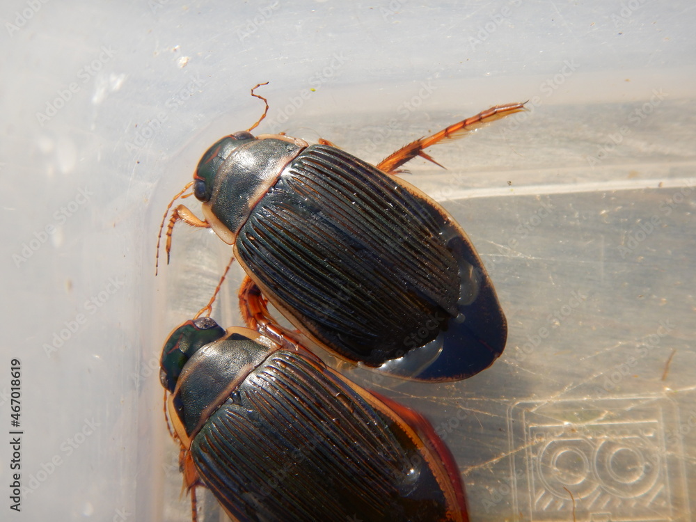 Foto de great diving beetle Dytiscus marginalis is an aquatic diving ...