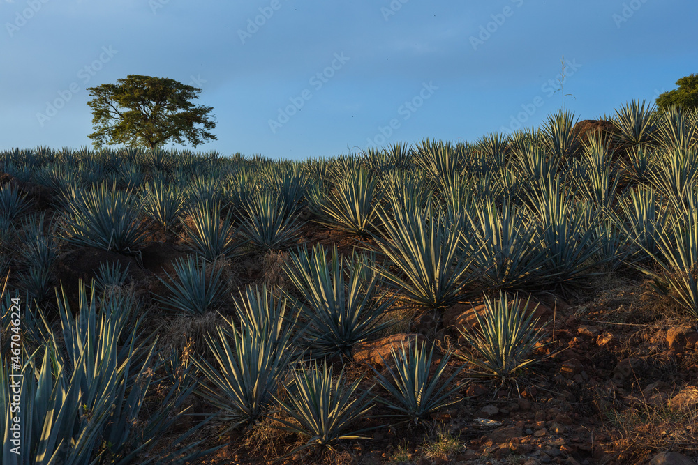 Campo de agave Tequilana wever con el que se produce tequila durante el ...