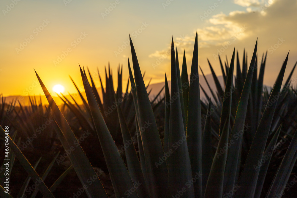 Campo de agave Tequilana wever con el que se produce tequila durante el ...