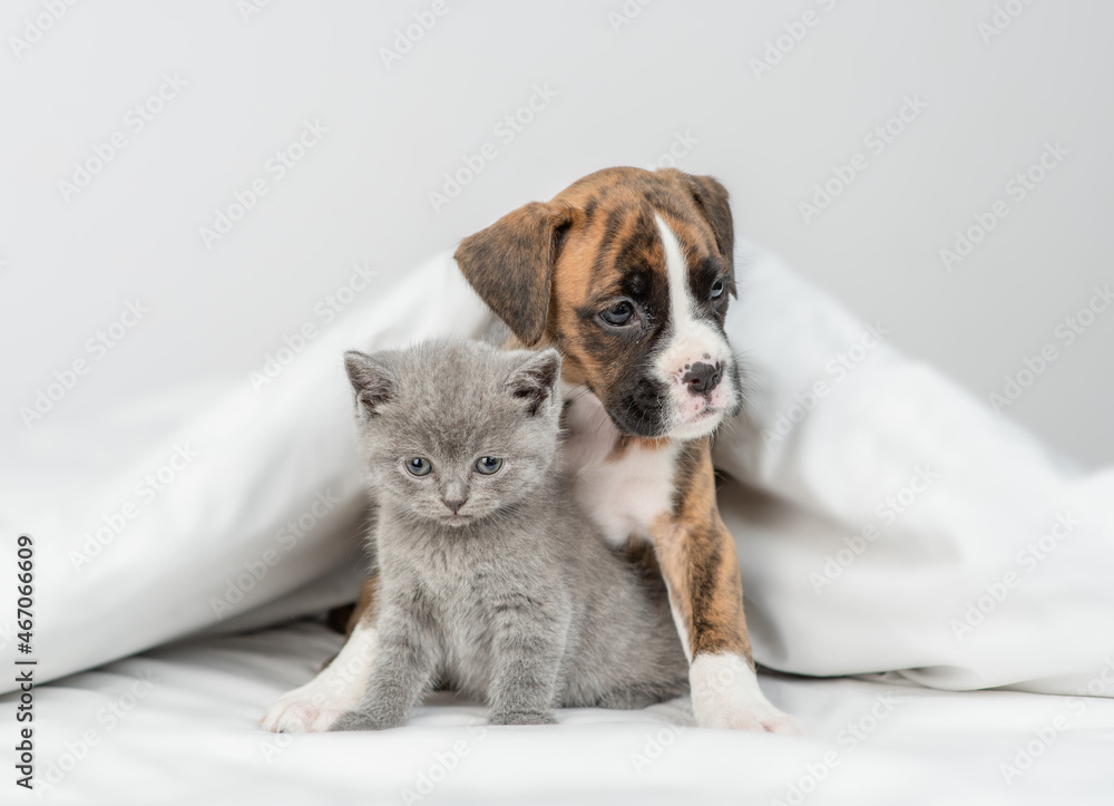 Friendly German Boxer puppy hugs tiny kitten under warm white blanket ...