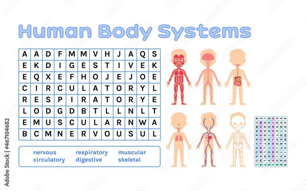 Word Search for Children. Human Body systems. Muscular, Skeletal ...