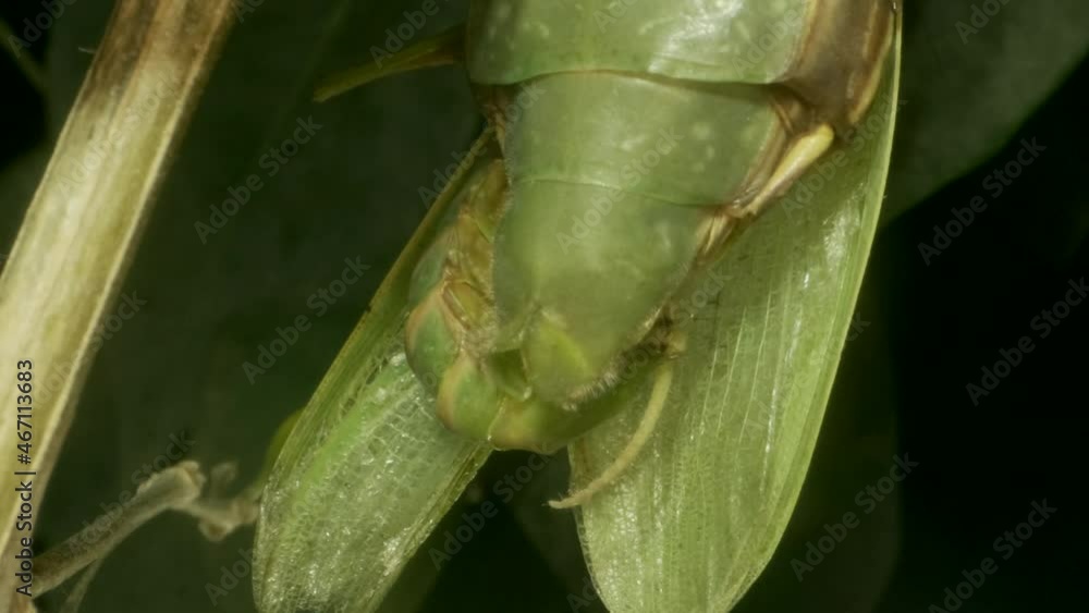 Mating process male and female of Mantises. Extreme close up of mantis ...