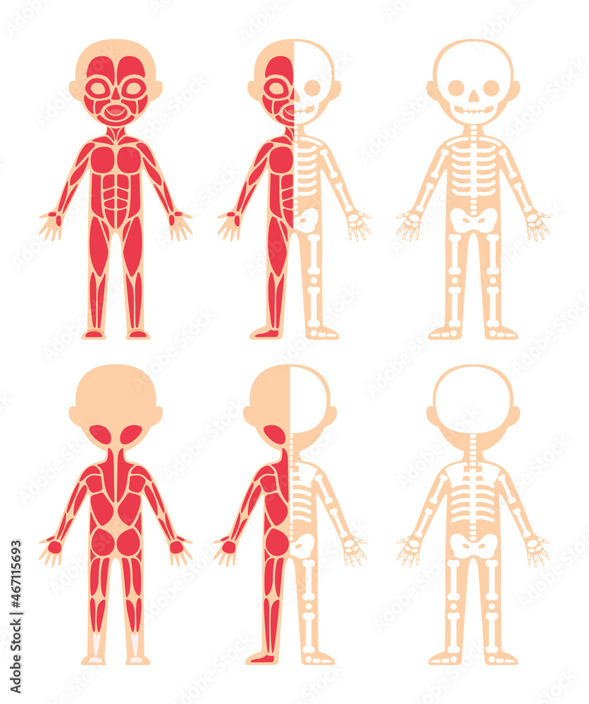Muscular and Skeletal system of Kid. Front Back view. Cartoon Color and ...