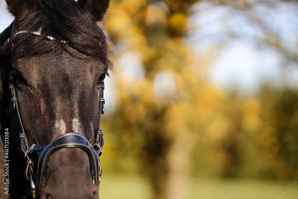 Up Close Friesian