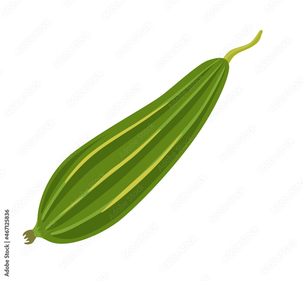 Ridged gourd, sin qua. Fresh luffa fruit. Asian vegetable, cuisine ...