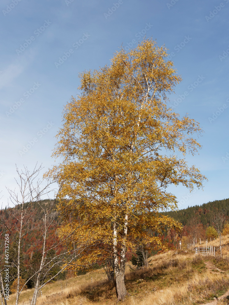 Magnifiques bouleaux verruqueux ou bouleaux blancs -Betula pendula - au feuillage doré d'automne ...