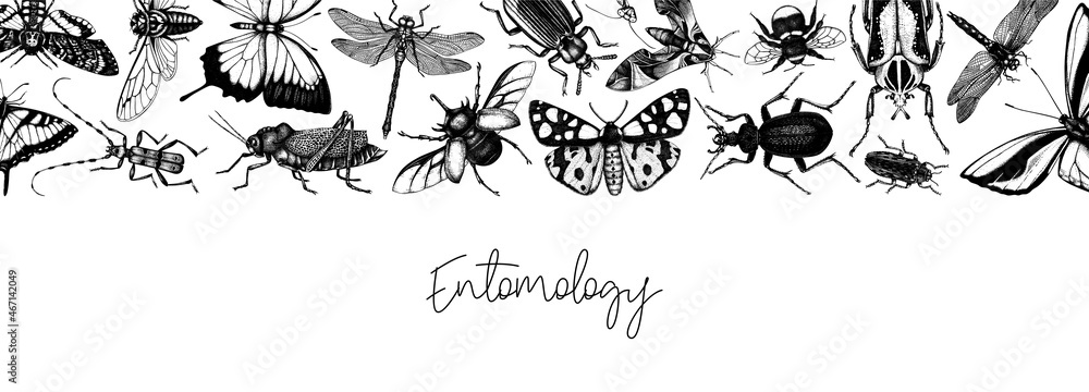Hand-sketched insect banner template. Hand drawn beetles, bugs ...
