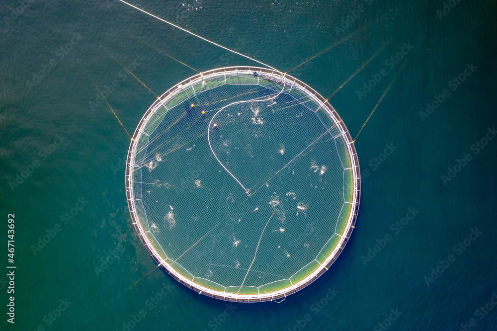 Salmon fish farm aquaculture blue water. Aerial top view. Stock Photo ...