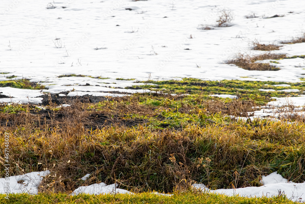 Melting snow in the garden, in the field during the spring thaw ...