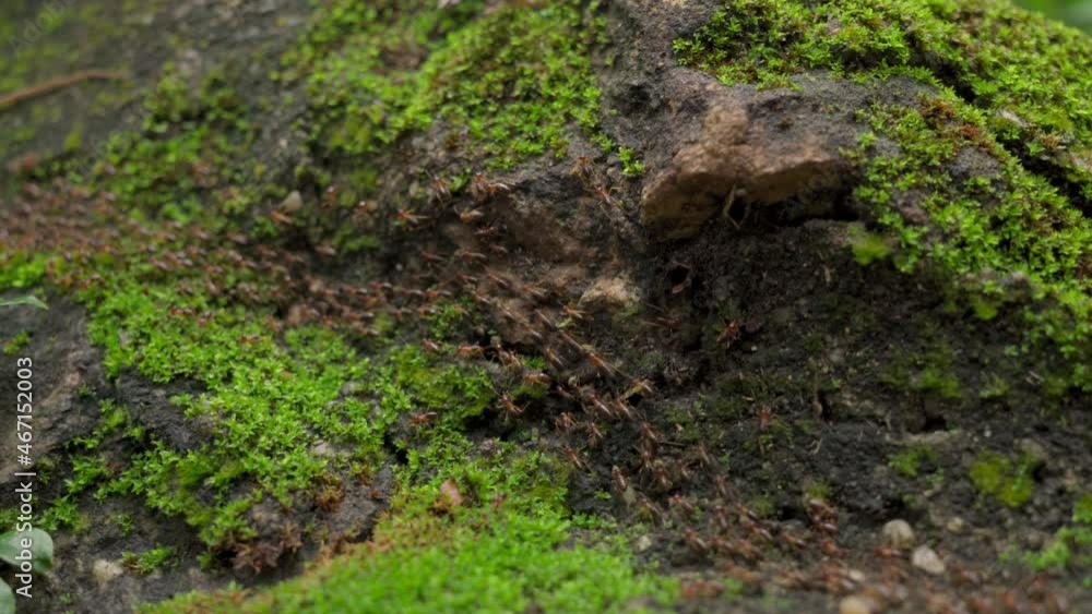 Vidéo Stock Groups of team work termites walk in rows on moss-covered ...