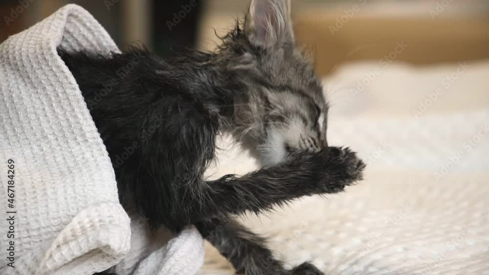 Funny wet gray tabby cute kitten after bath wrapped in towel. Pets and ...