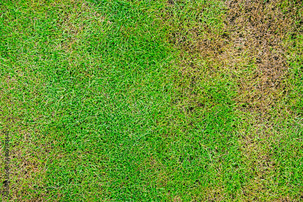 The texture of dead grass top view wallpaper nature background texture ...