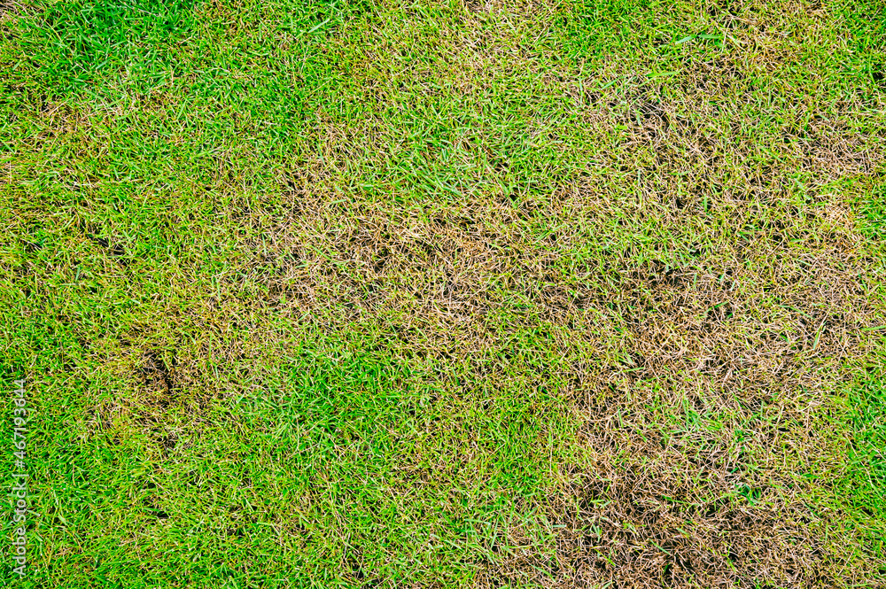 Green and yellow grass texture the lack of lawn care and maintenance ...