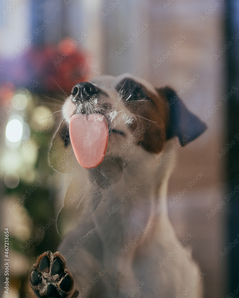 Jack Russell terrier licking glass window Stock Photo | Adobe Stock